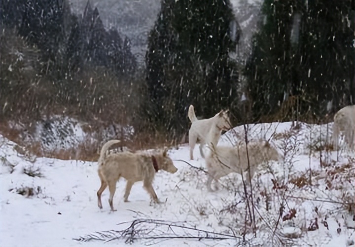 "Dog Biao" appeared on the Yunnan-Guizhou Plateau, with the head of a ...