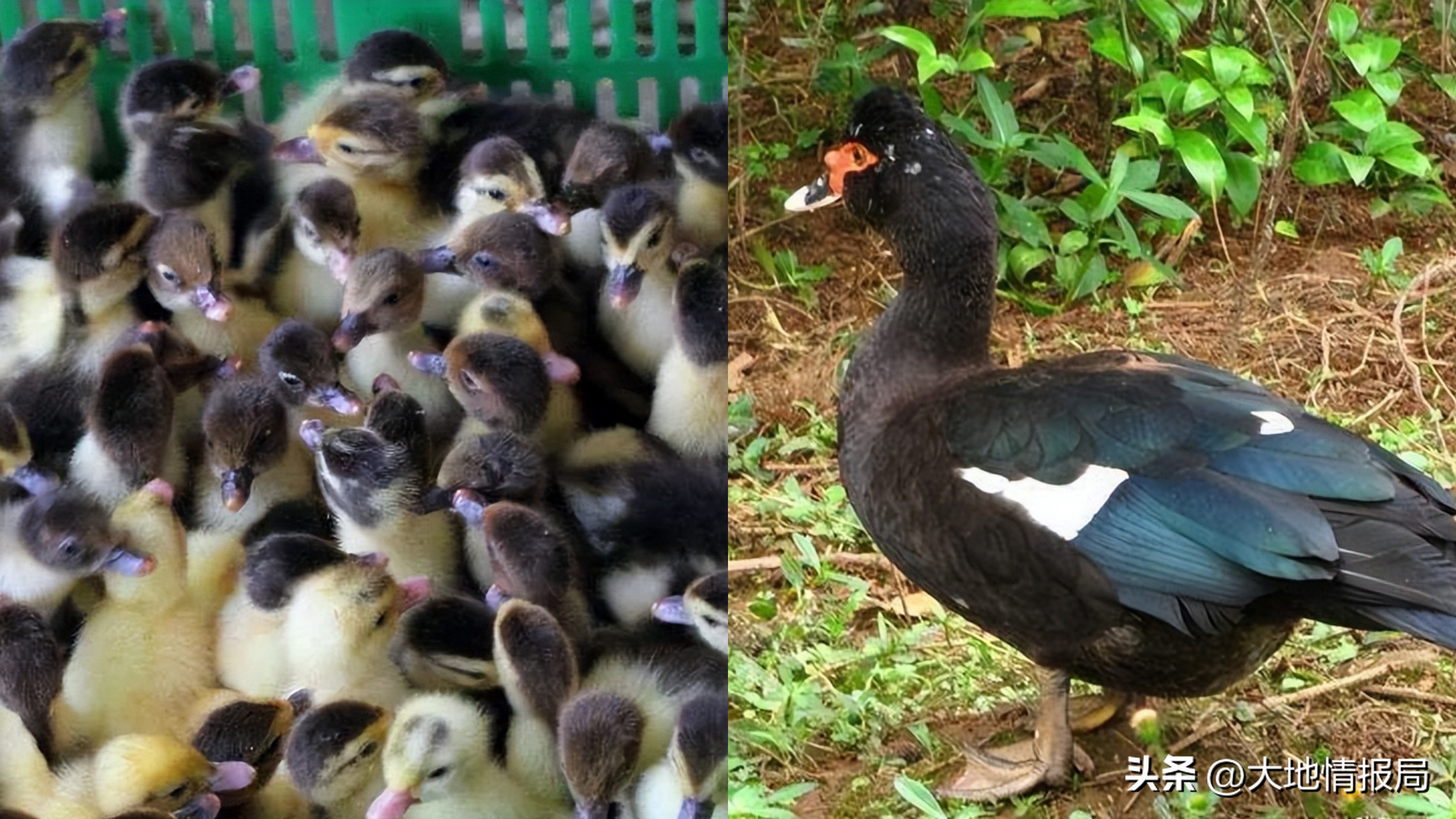Why Jiaji Duck dares to be called the No. 1 duck in Hainan - iNEWS