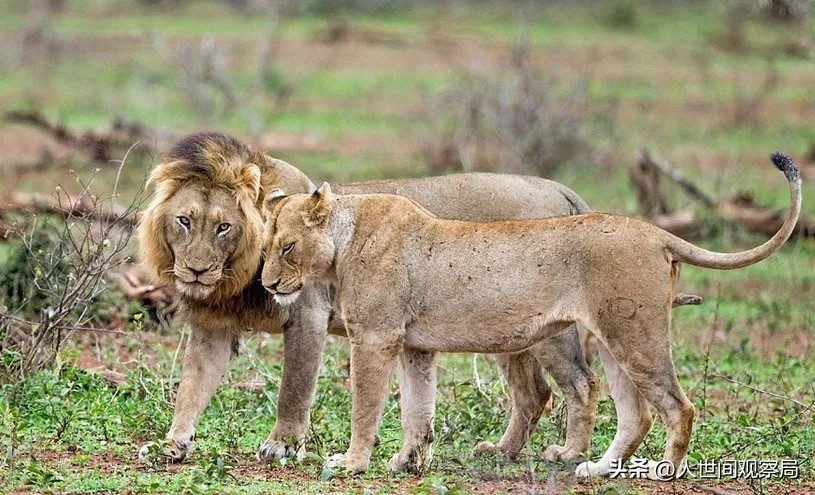 How hard are males in order to mate?The rat is like a trident, and the ...