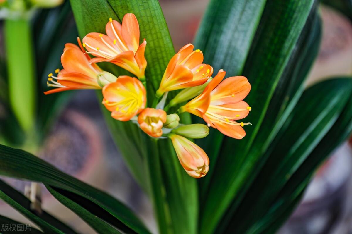 Transplanting skills of side buds of Clivia - iMedia