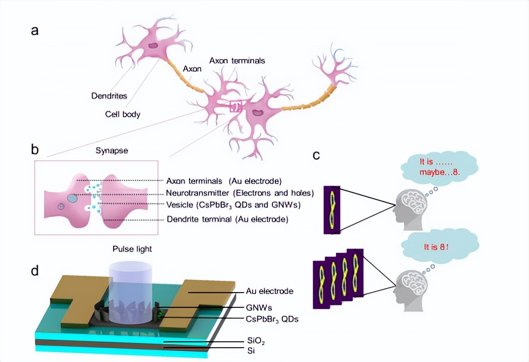 Heterojunction photoelectronic synapse constructed based on CsPbBr3 ...