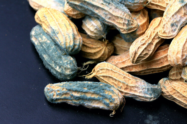 Will 'longevity fruit' peanuts accelerate cancer metastasis?Expert ...