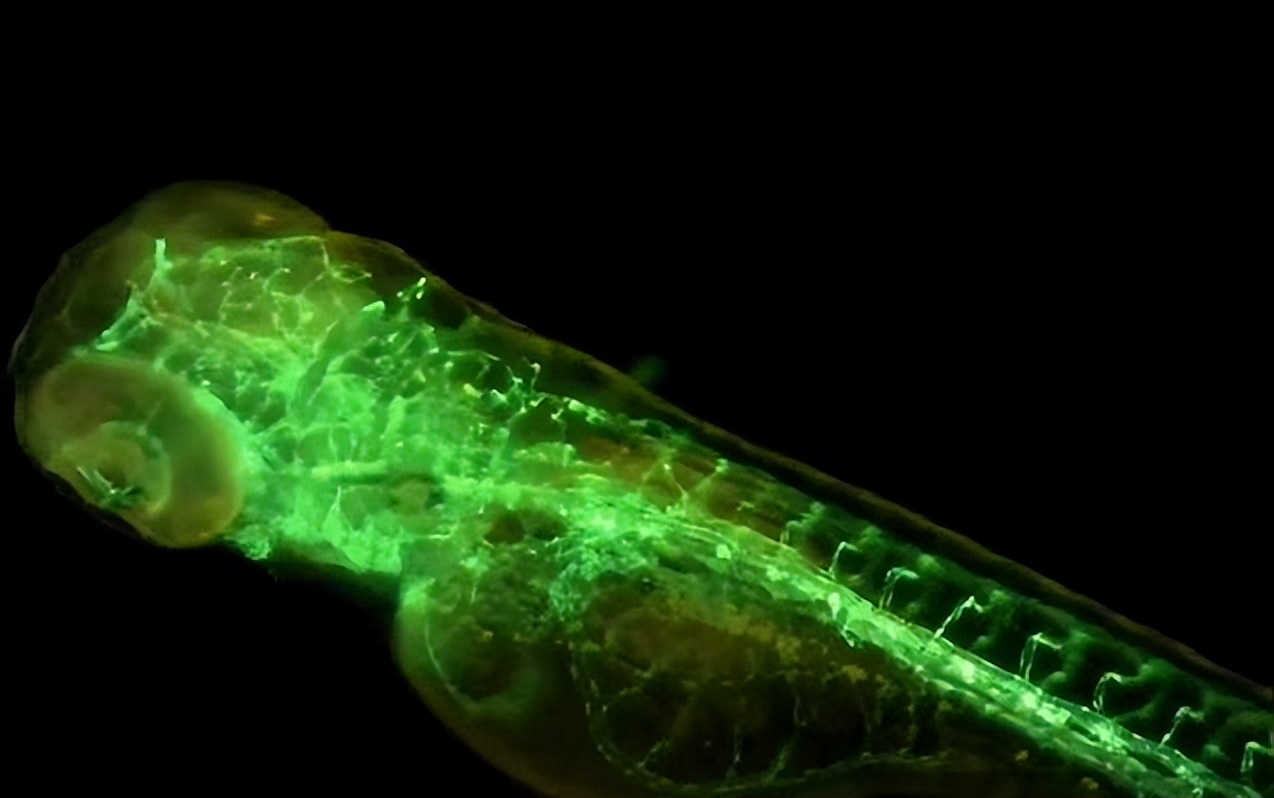 Locating the "mirror" of the centrosome, exploring the centrosome in ...