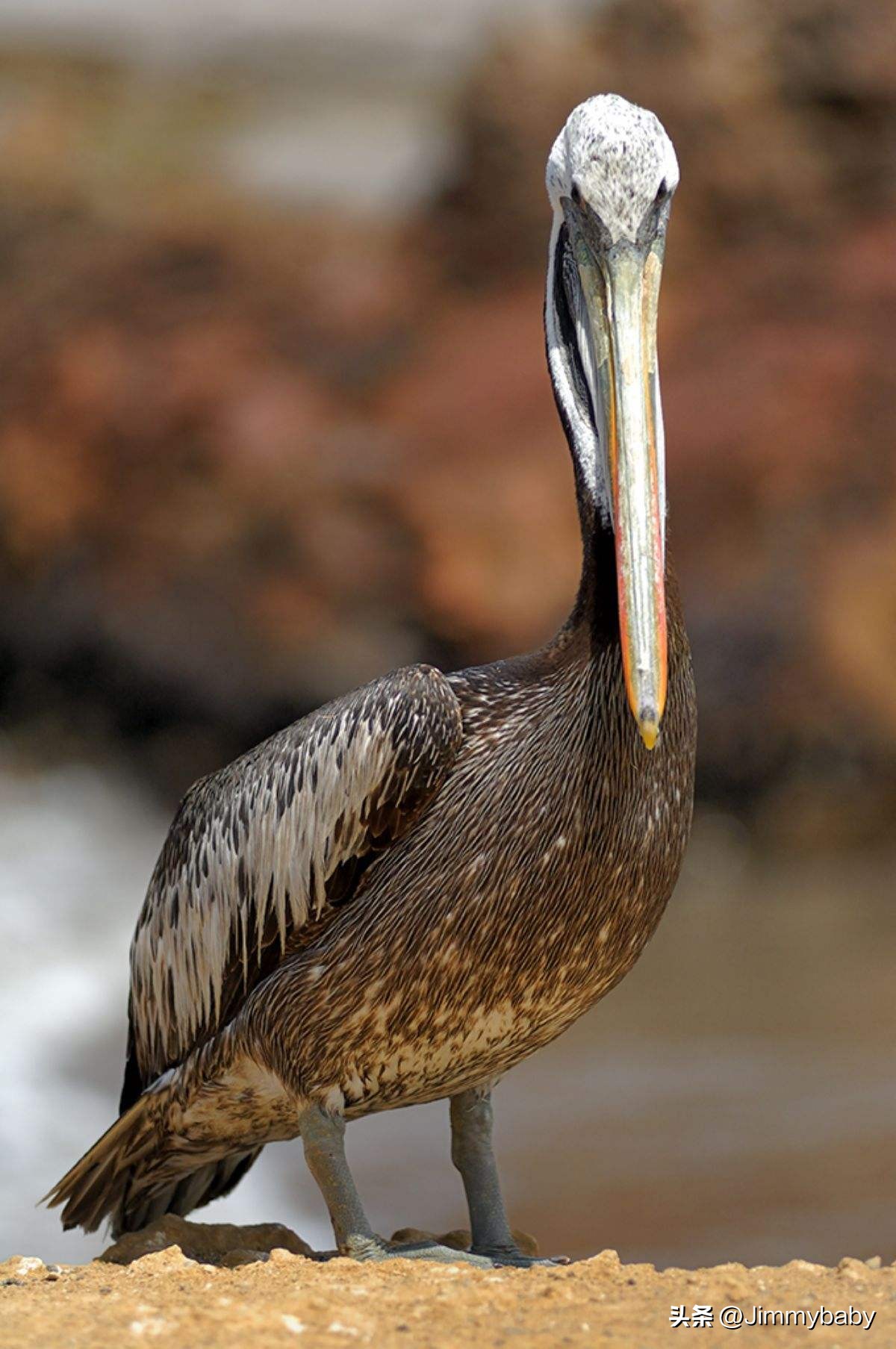 The Legend of the National Bird of the World: St Kitts and Nevis (ST ...