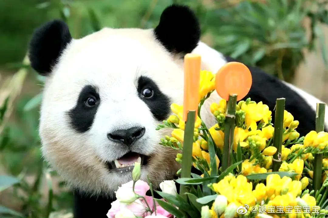 Let's take a look at Menglan's future princess Xiongxuan - iNEWS