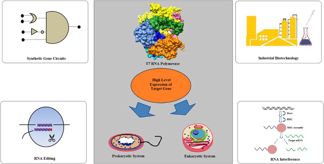 The past and present of T7 RNA polymerase - iNEWS