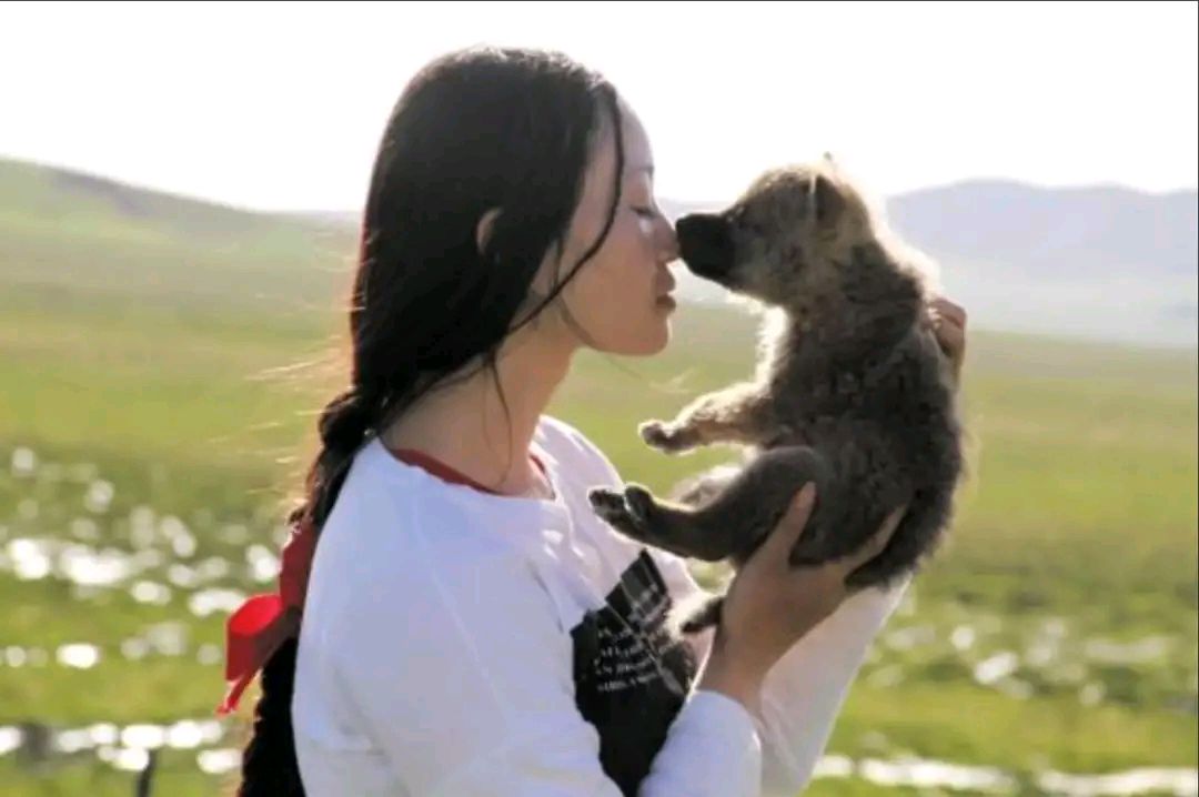 The smartest wild wolf in the Mongolian grasslands, took the initiative ...