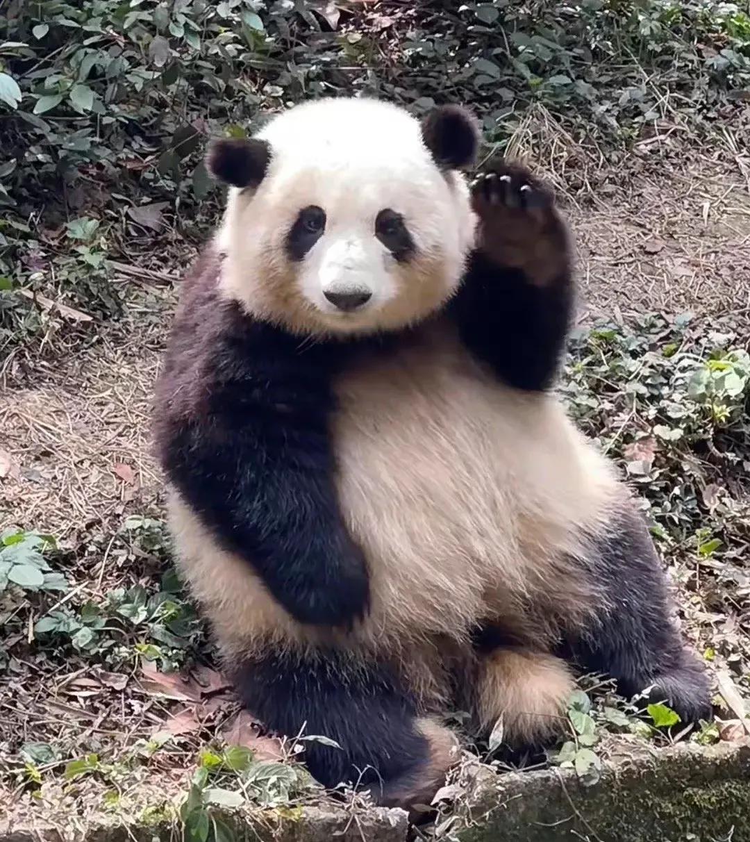 Hua Hua, a big star in the panda world - iNEWS