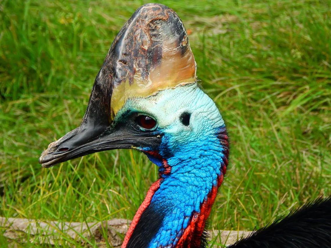 Known as the most aggressive bird in the world - iNEWS