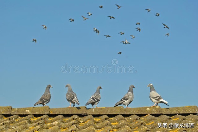 Dr. Colin Walker - The truth behind pigeon panting - iMedia