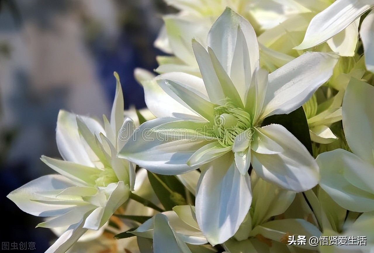 Although the five kinds of flowers are beautiful, you should not raise ...