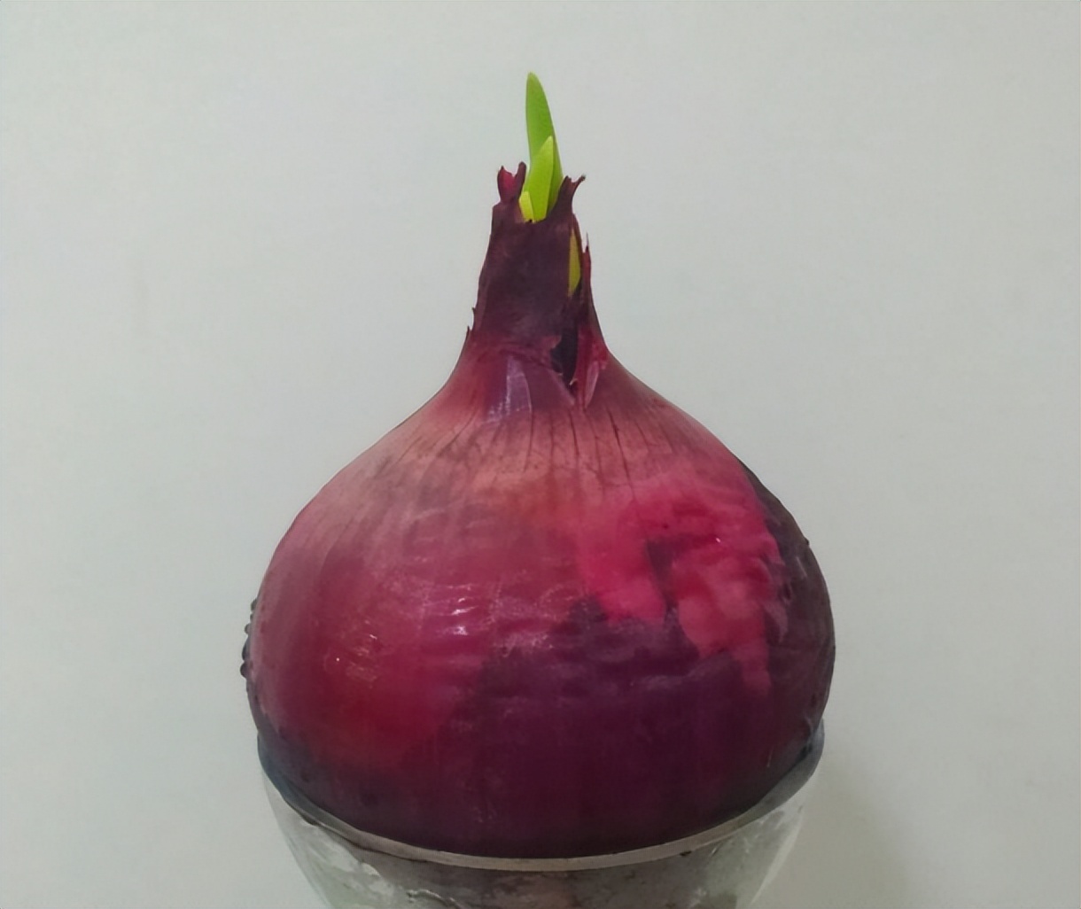 Don't throw away sprouted onions, learn these 5 steps and turn them ...