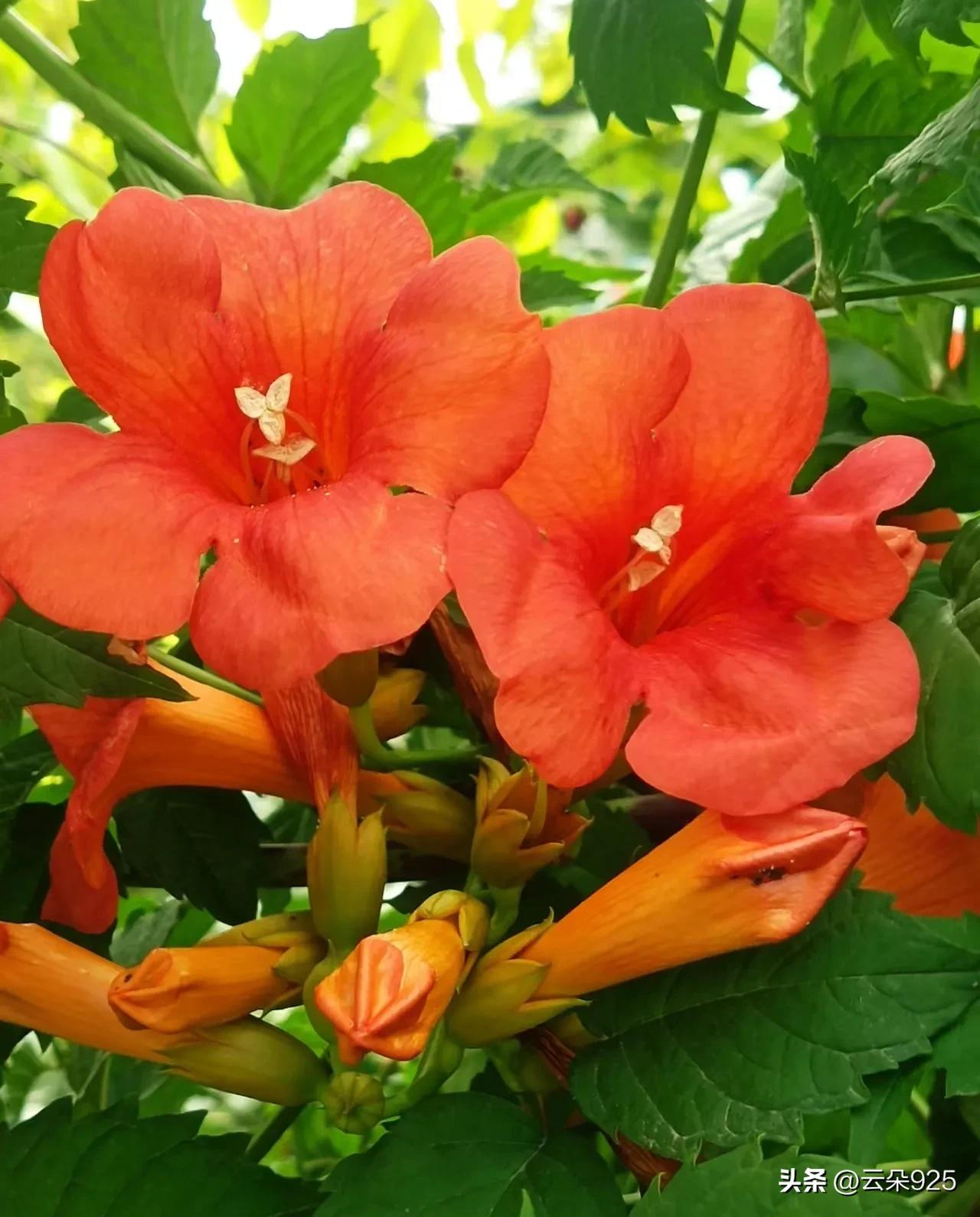 Bright as a rosy glow - Ling Xiaohua - iMedia