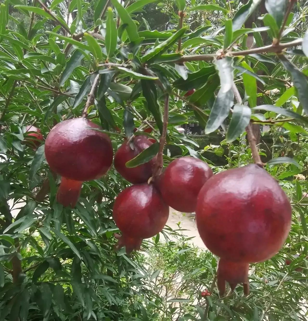 'Peng Cong Ersi' - iNEWS