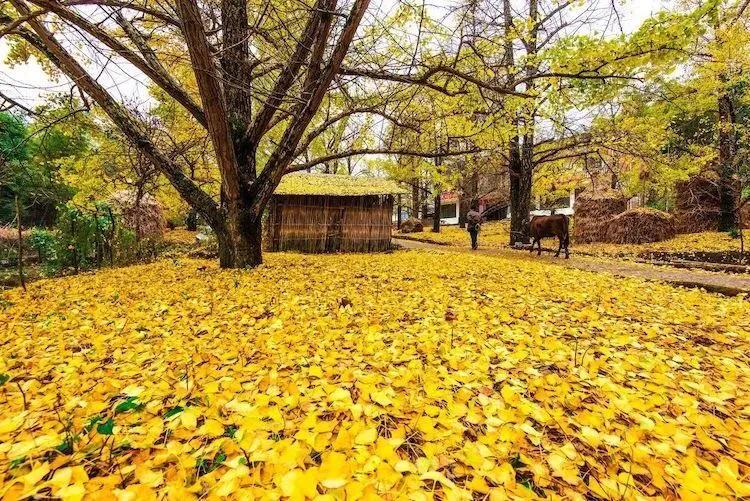 The first town of ginkgo in China, ushering in the most brilliant ...