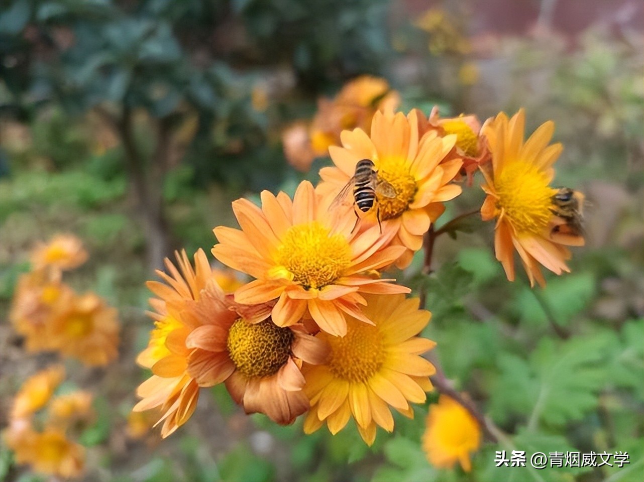 Butterfly Erdong (outside six songs) - iNEWS