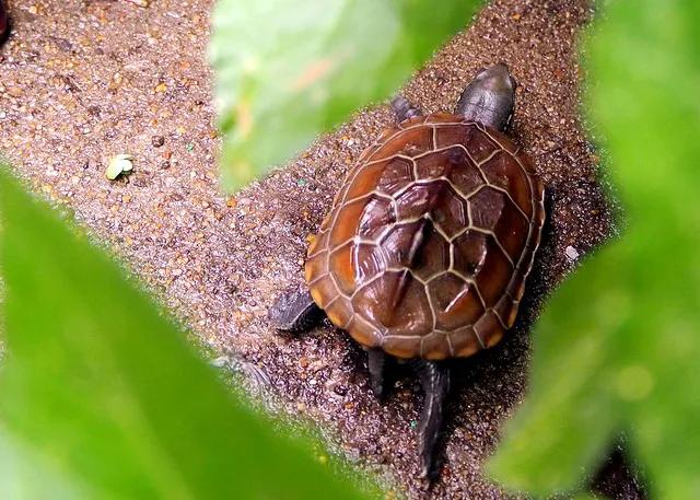 This is a detailed article about the Chinese tortoise - iMedia