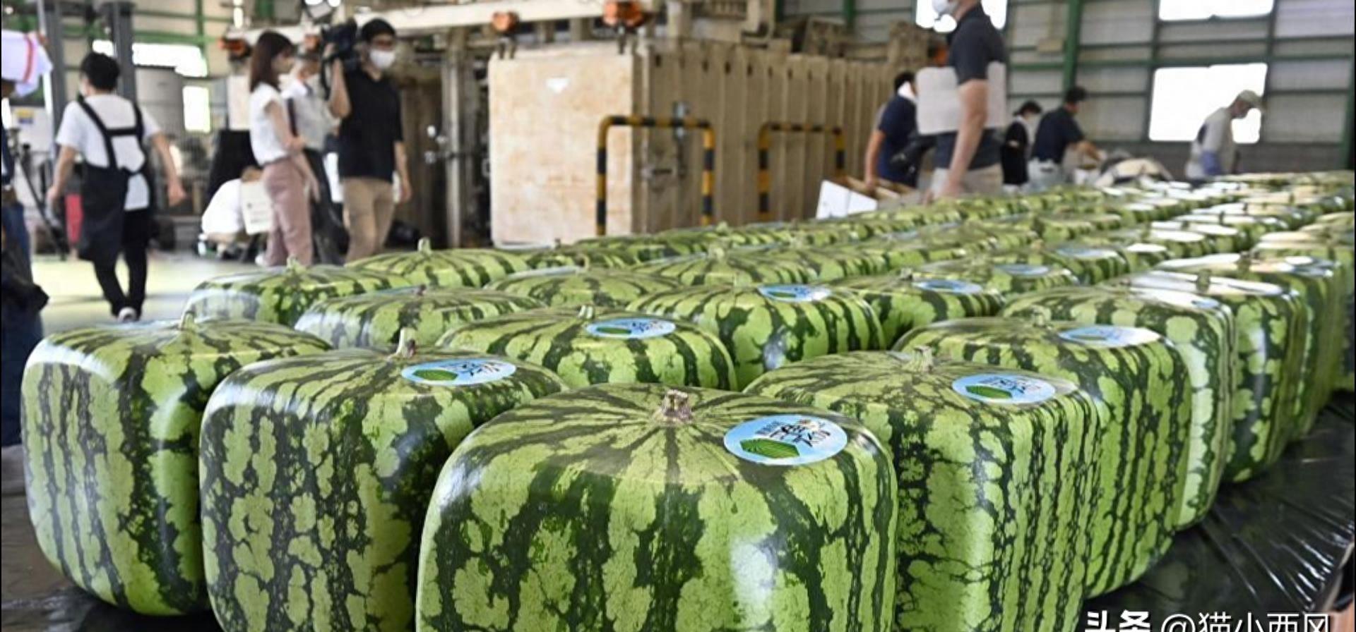 A hand-cultivated gem, a 10,000 yen square watermelon - iMedia