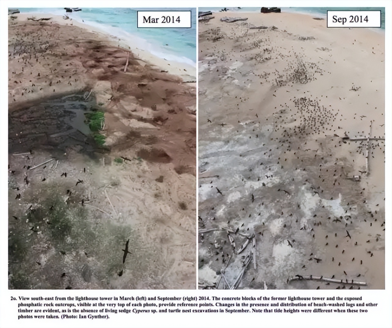 Sad!Australia's endemic rodent coral nude-tailed rat is extinct - iNEWS
