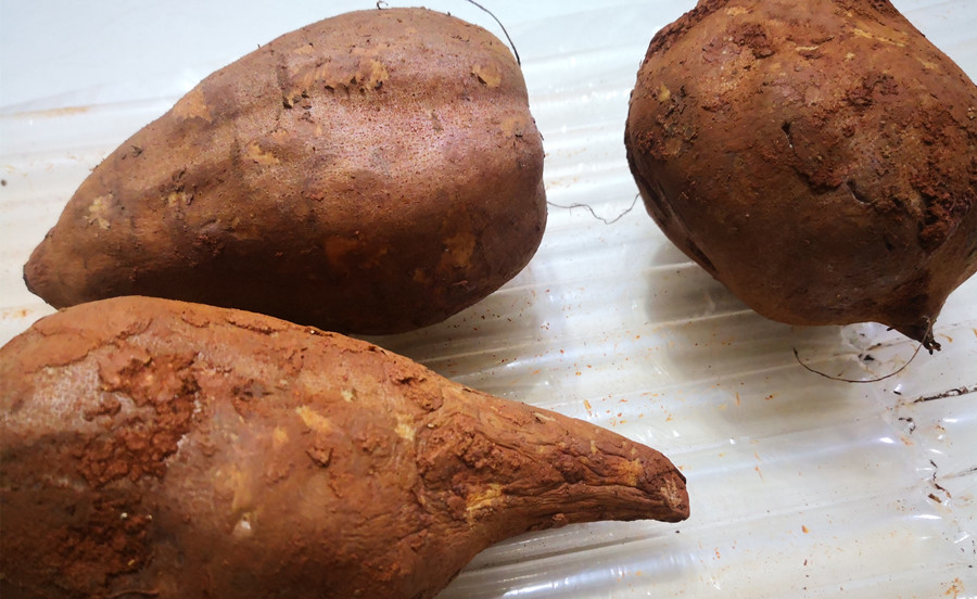 It is better to eat sweet potatoes in winter than to eat yacon. The ...