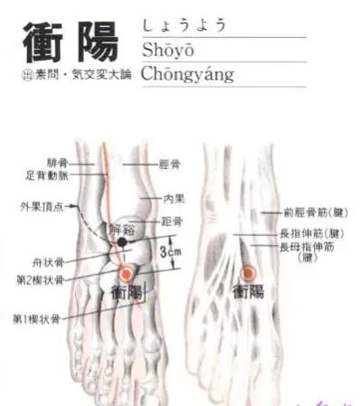 Chongyang point, Weibing point, the point where the Yang Qi of the ...