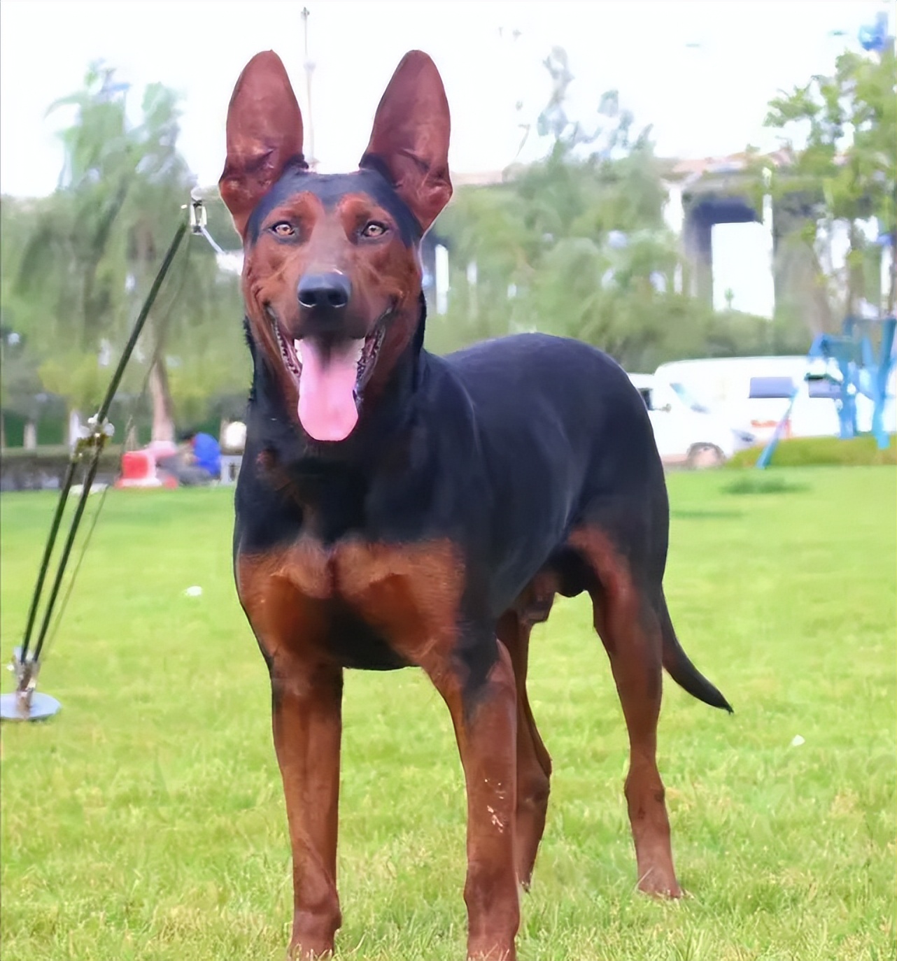 "Chinese Red Dragon" - Laizhou Red Dog, excellent and not inferior to ...