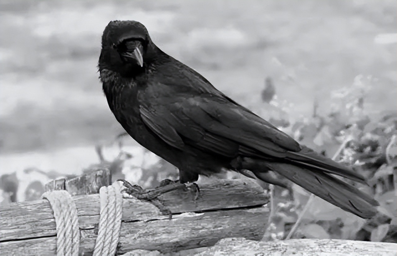 Why are crows a bad omen? - iMedia