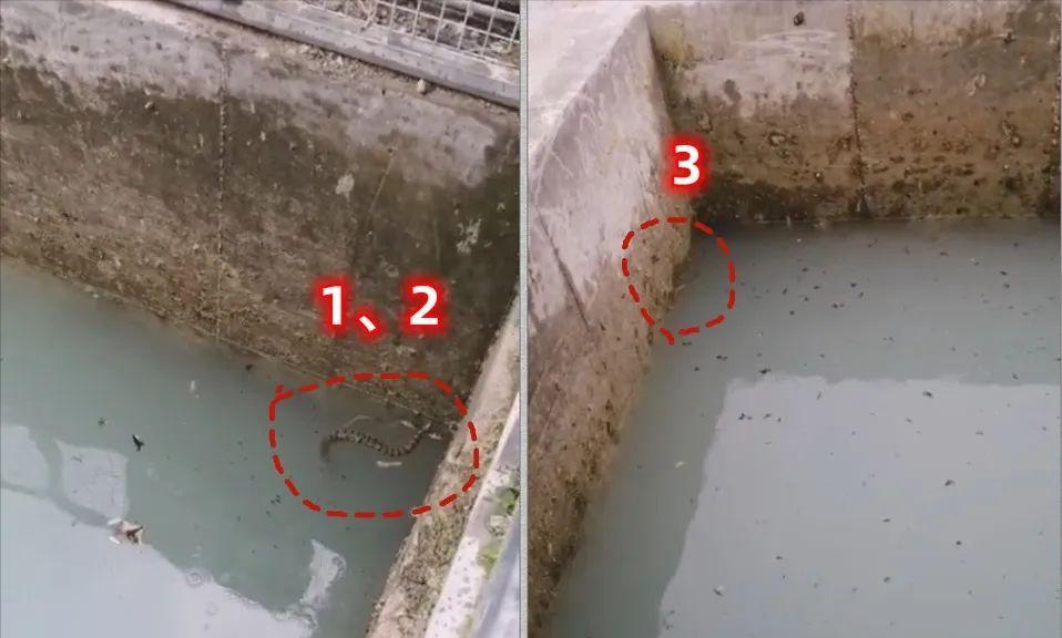 A litter of tabby swimming snakes has been found in Shiyan!This snake ...