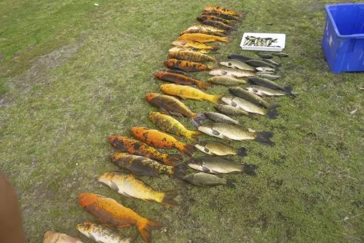 360 million carp block Australia's main waterways, hundreds of them are ...