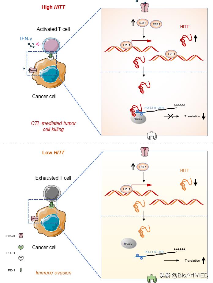 Hu Ying's research group revealed a new mechanism for regulating the ...
