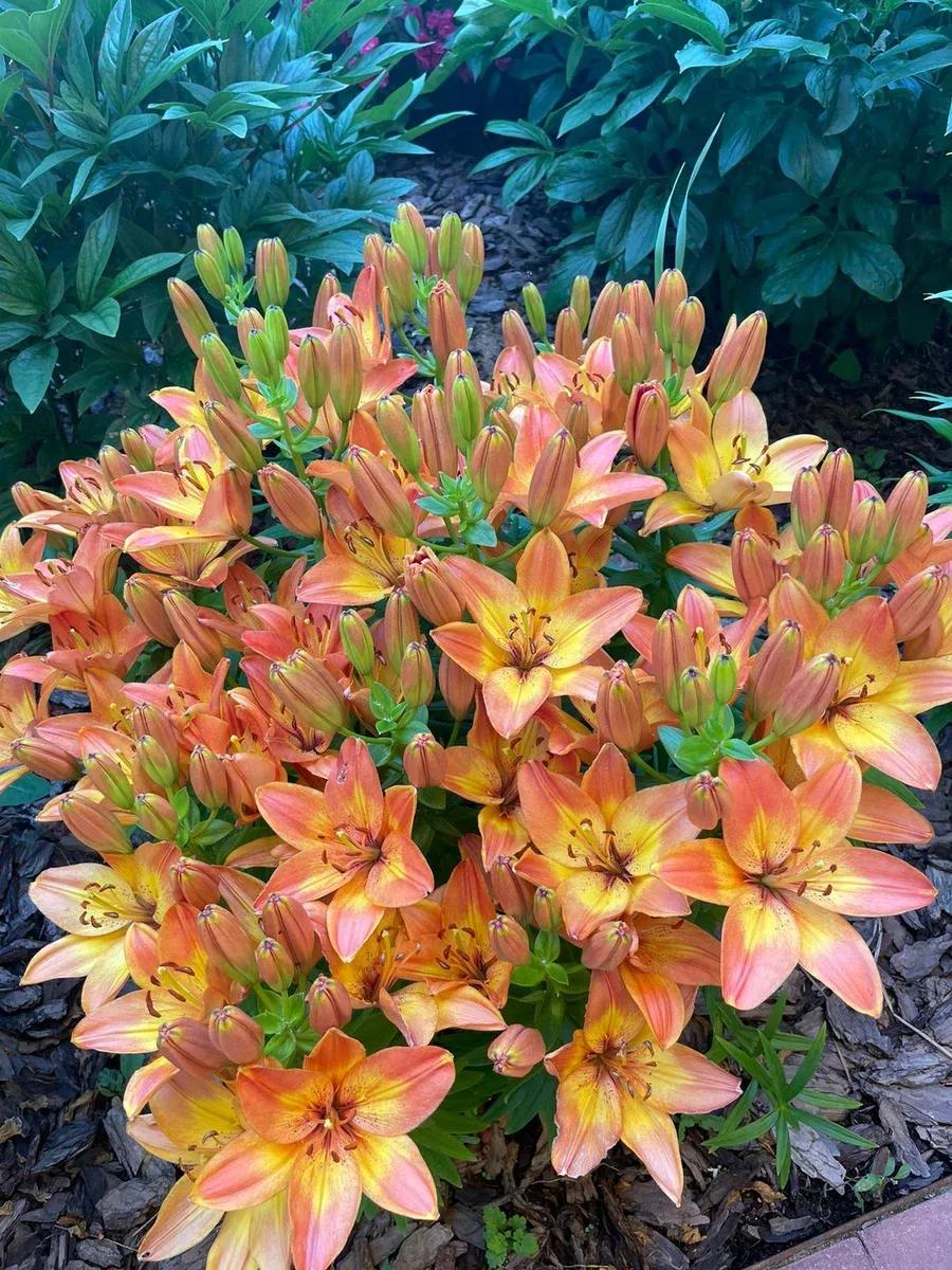 Lilies: Some Care Tips - iNEWS