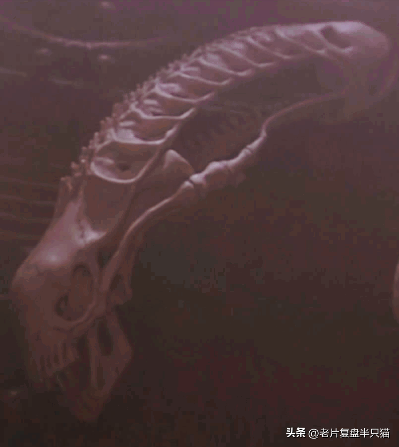 What is the skull in Predator 2?What else did they hunt? - iNEWS
