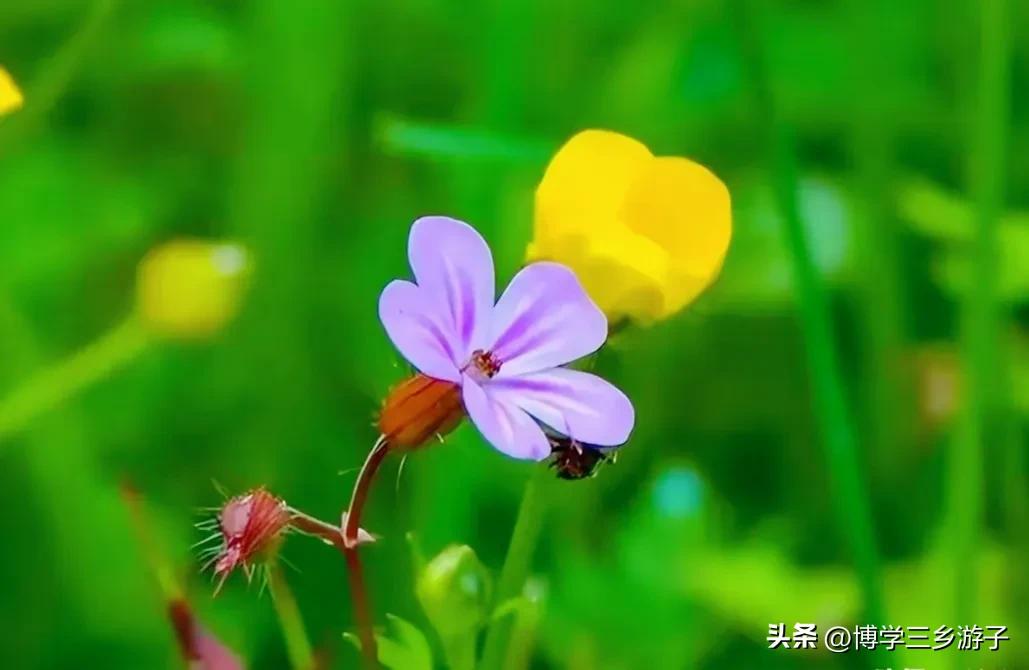 "Peaceful evolution" is not feasible in China, so surrender yourself as ...