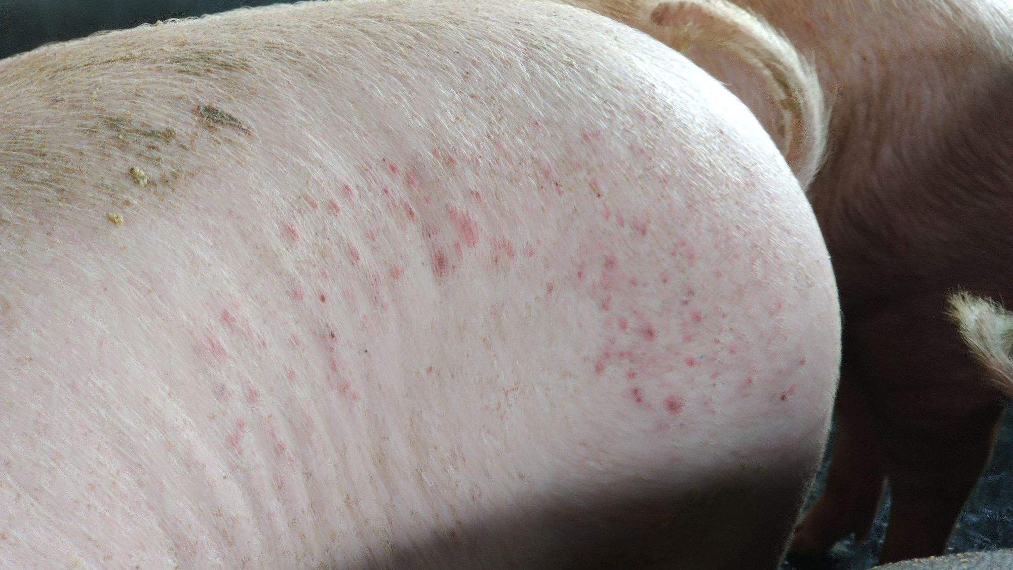What's the matter with the red spots on the pig's body and not eating ...