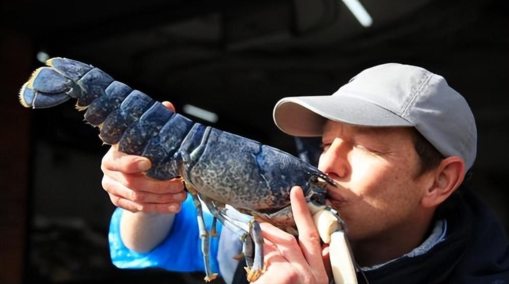 Why did the French catch blue lobsters and mark their tails and put ...