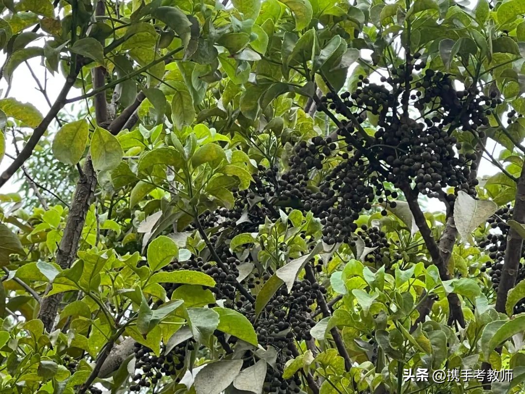 "Biology Column" Qiu Feng - iNEWS