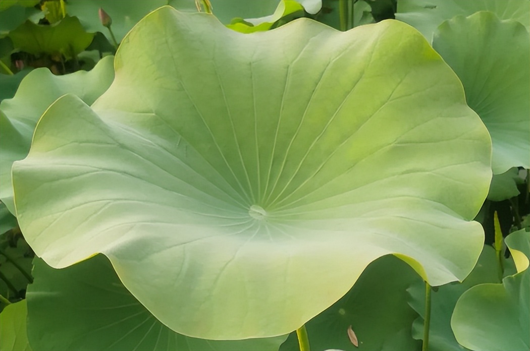 The first bite of summer is tender and crisp, starting from the lotus ...