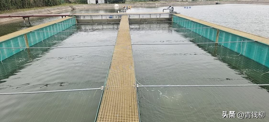 Pond "racetrack" culture of California bass - iNEWS