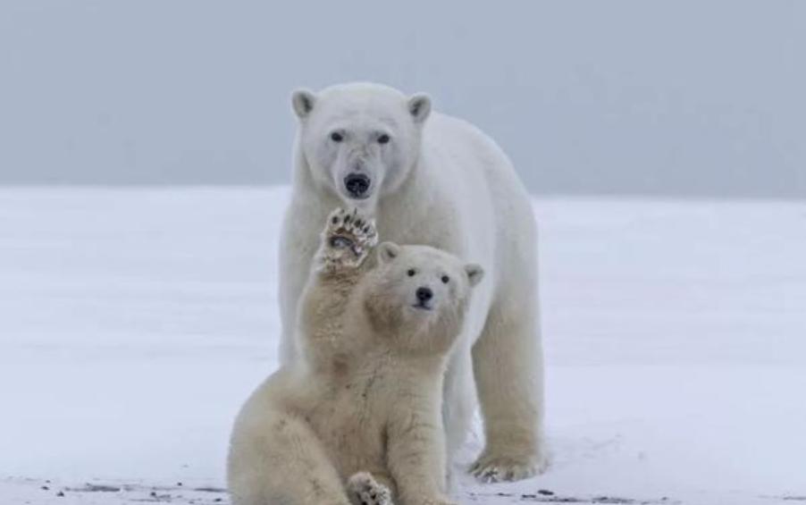 The worst bear in history?I was mistaken for a polar bear and sent to ...