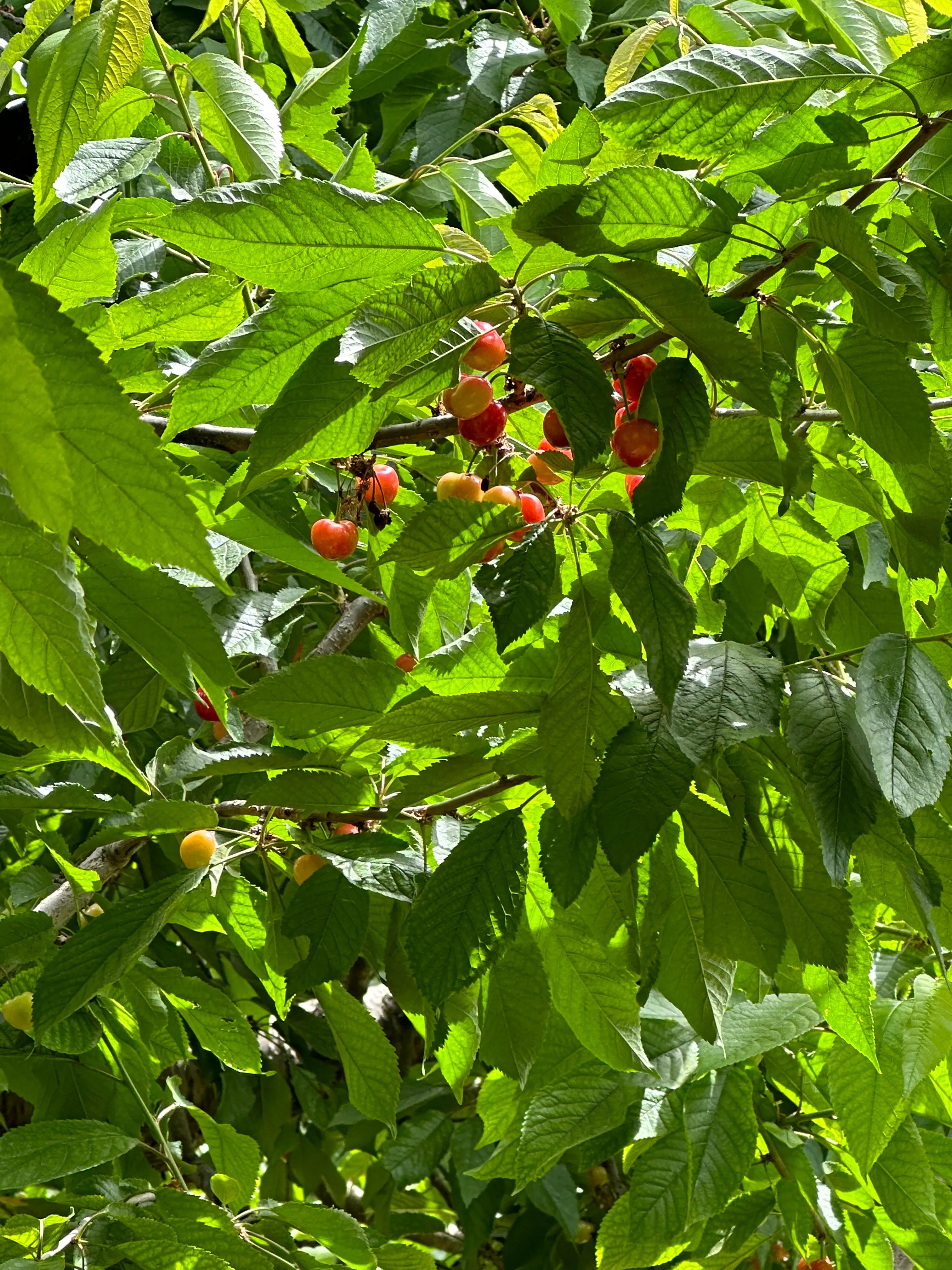 Let's pick cherries in early summer - iNEWS