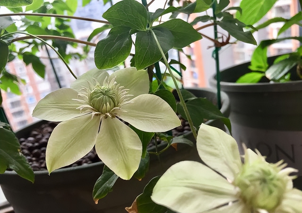 5 kinds of delicate flowers, born with "rich life", small pots ...