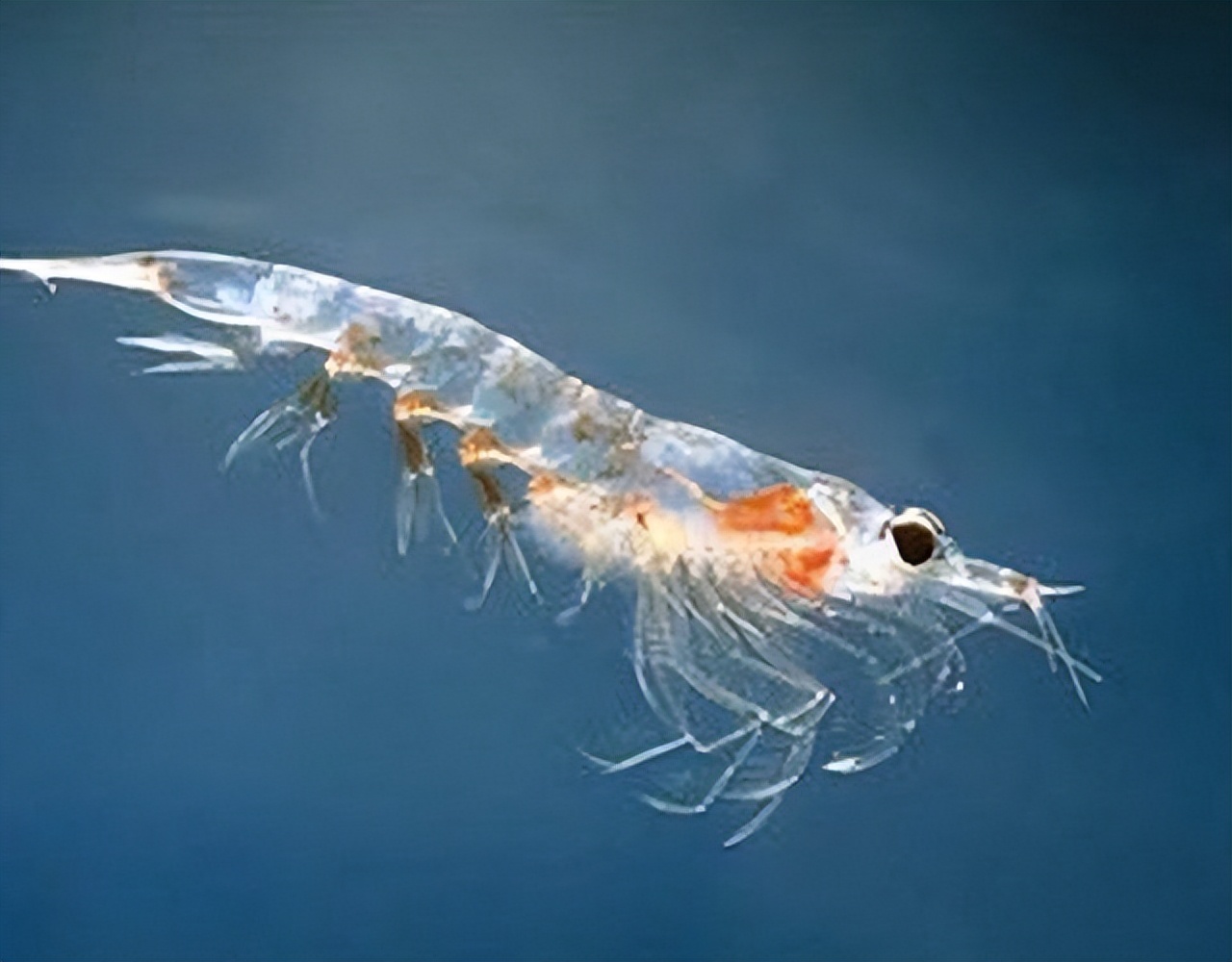Antarctic krill has become a strategic resource, attracting competition ...