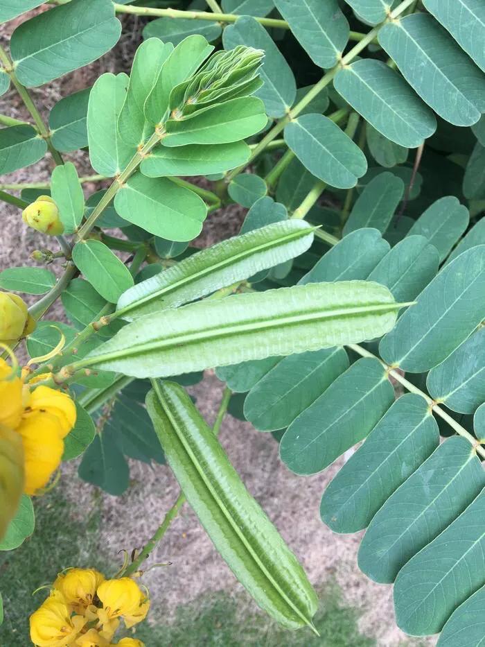 Wing pod cassia ~ fluttering and narrow wings want to fly, the flowers ...