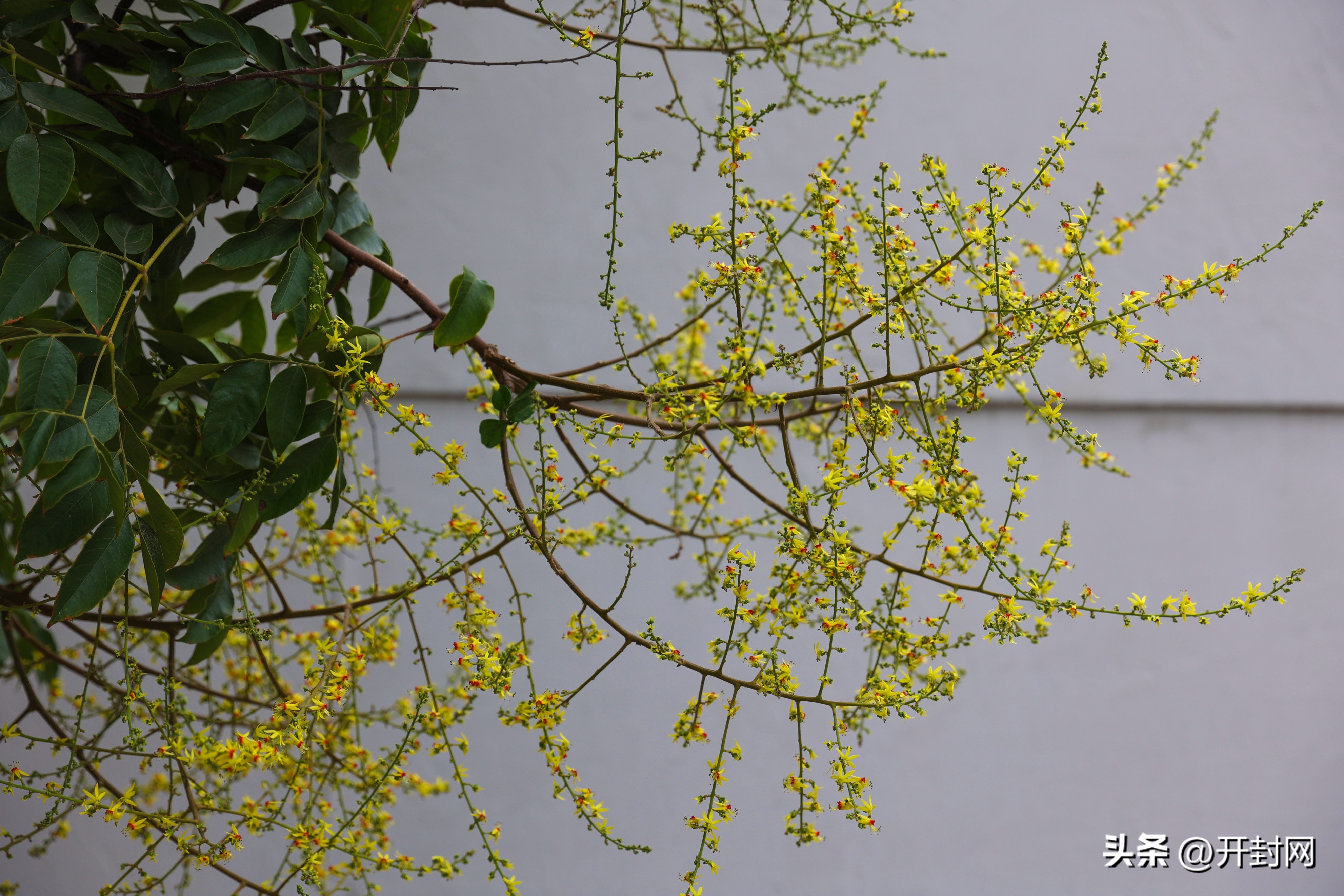 Luan tree blossoms in autumn all over the city - iNEWS