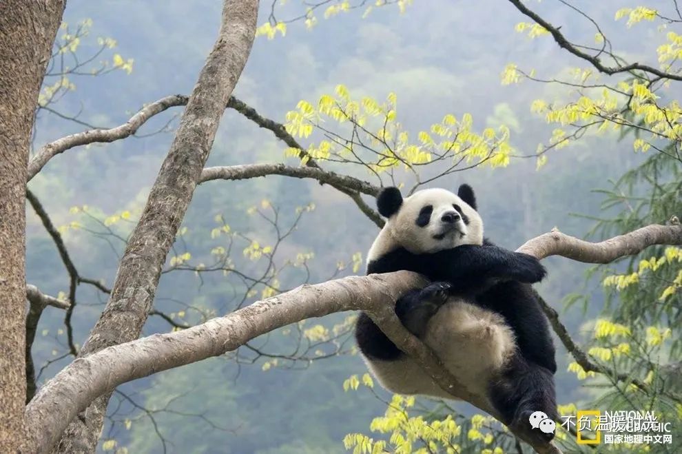 Giant Panda Yeye, Meidudu's Panda Mother - iNEWS
