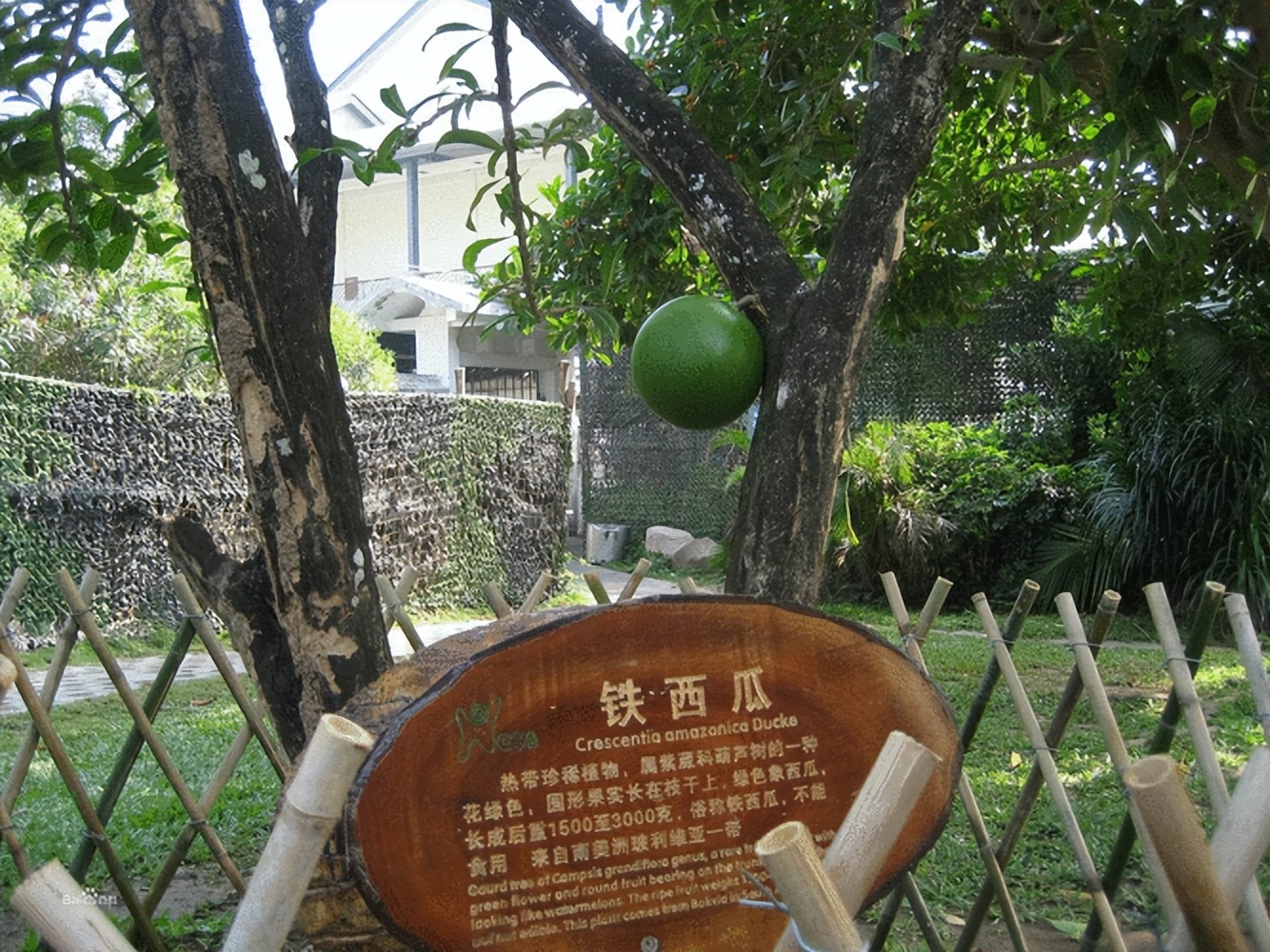 The most dangerous tree in the world, the fruit can explode, the power ...