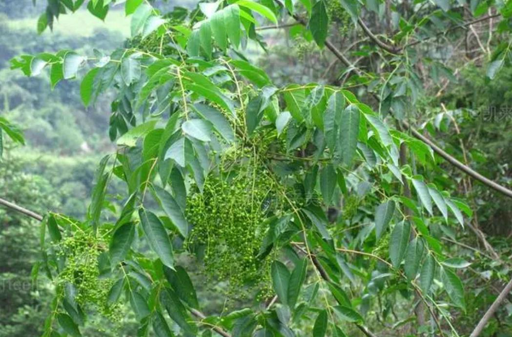 The "lacquer tree" that everyone is afraid of, I didn't expect the ...