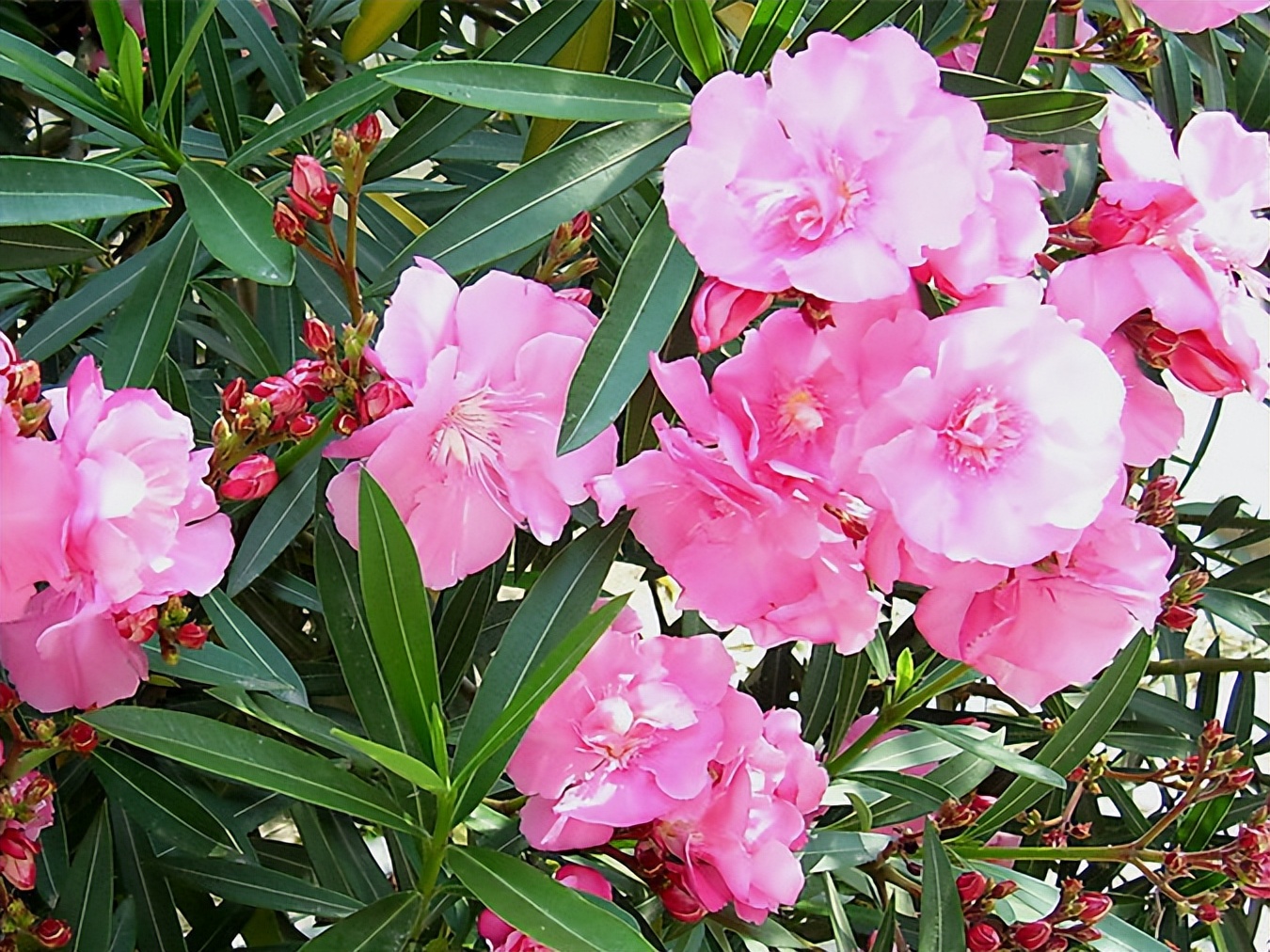 5 kinds of "scorpion flowers", beautiful but poisonous, can only be ...