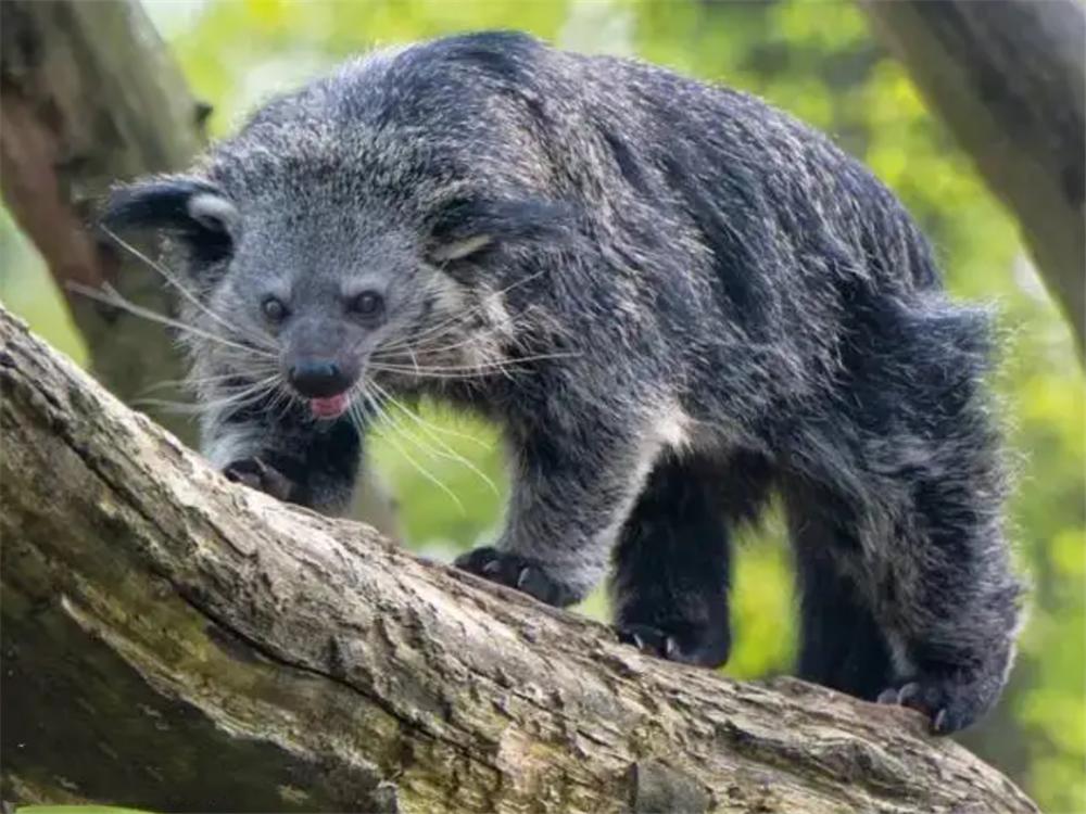 "Five-legged beast" appeared in Gaoligong Mountain!Wrap a long tail ...
