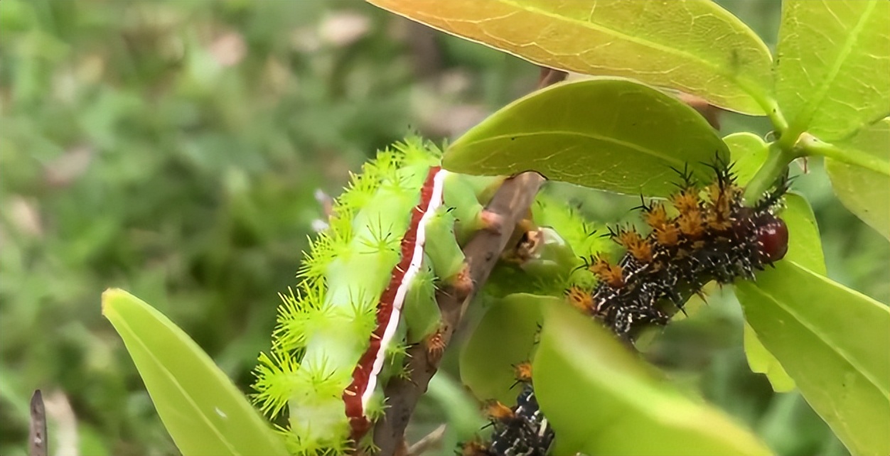 What kind of insect is the pest "foreign hot pepper"? Why is it so ...
